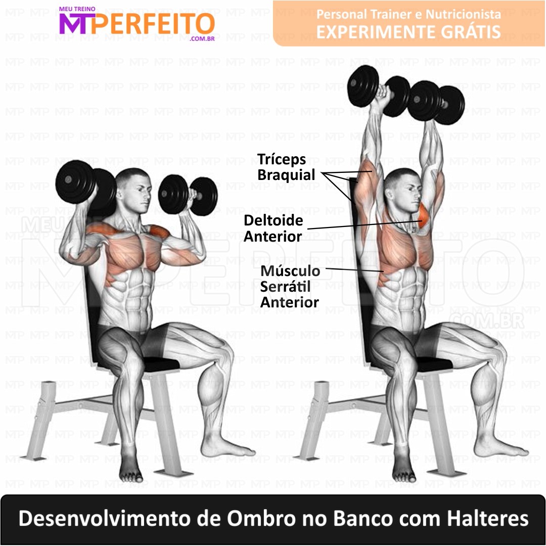Desenvolvimento de Ombro no Banco com Halteres - Meu Treino Perfeito